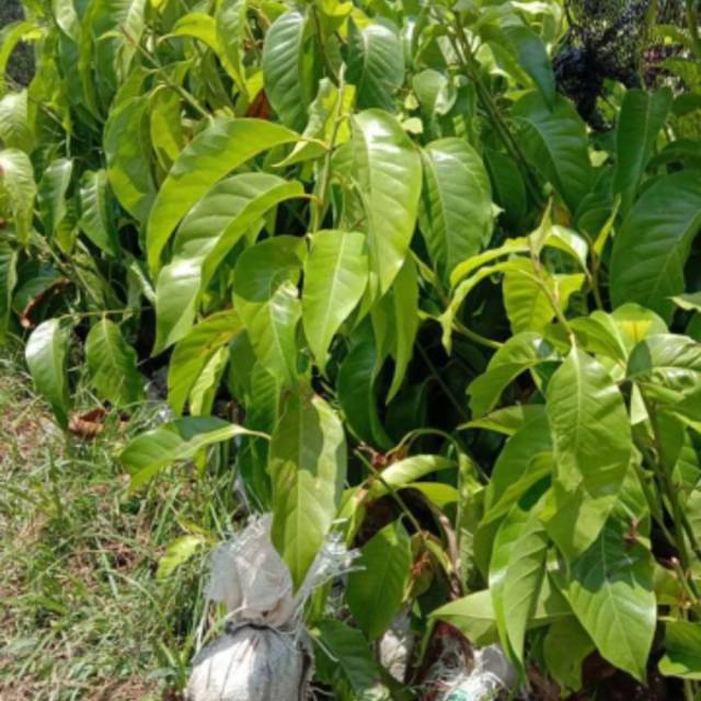 Jual Bibit kayu hutan ( gaharu & genetri) | Shopee Indonesia