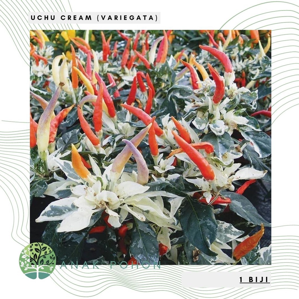 Jual Benih Bibit Biji - Cabai Uchu Cream Variegata Ornamental Pepper ...