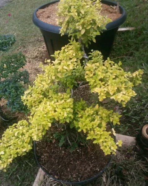 Jual pohon bonsai legistrum kuning | Shopee Indonesia