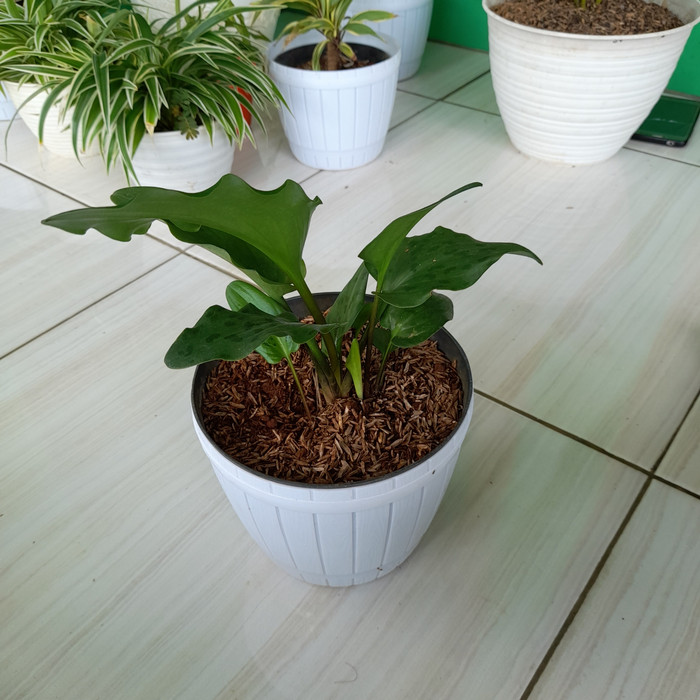 Jual tanaman hias pilo lidah katak | Shopee Indonesia