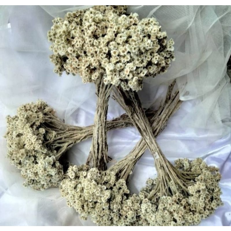 Jual Bunga edelweiss ikat besar budidaya/ Edelweiss putih natural ...