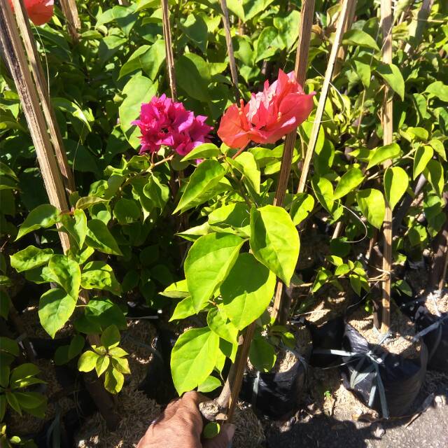 Jual Pohon Bunga Bougenvile Bunga Kertas Shopee Indonesia