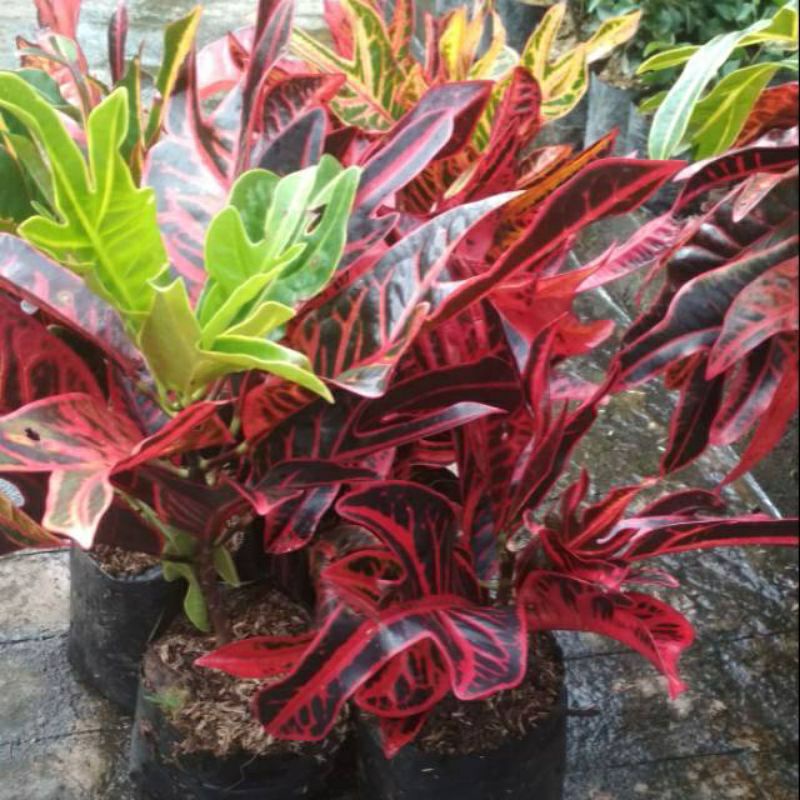 Jual Tanaman Hias Puring Jet/Tanaman Outdoor | Shopee Indonesia