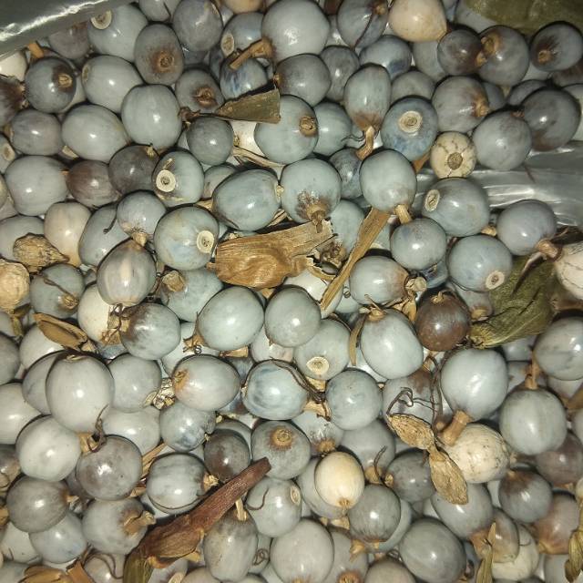 Jual Biji Jali-Jali isi 200 biji | Shopee Indonesia
