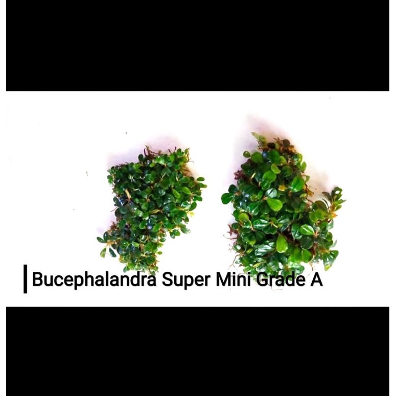 Jual Buce Super mini -Bucephalandra super mini grade A Bonus Minimal ...