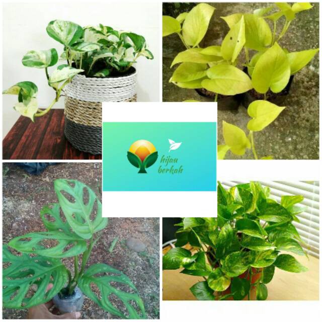 Jual Paket 4 bibit tanaman sirih gading ijo enjoy srigading lemon ...