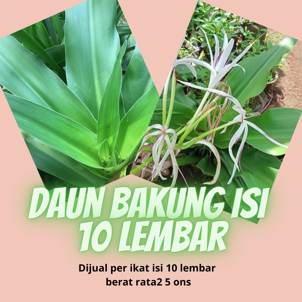 Jual Daun bakung herbal patah tulang isi 10 lembar | Shopee Indonesia