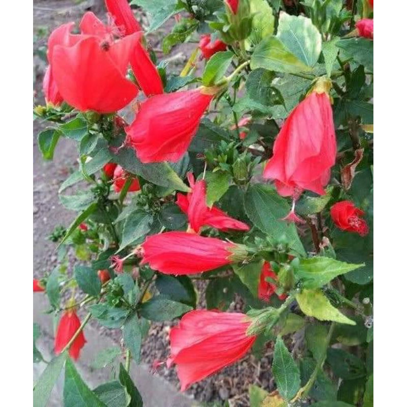 Jual Malvaviscus/waribang/bunga raya.warna merah.tinggi:25-40 cm ...