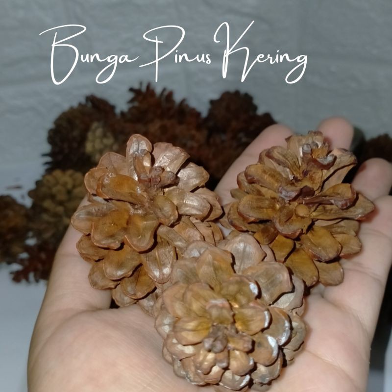 Jual BUNGA PINUS KERING | Shopee Indonesia
