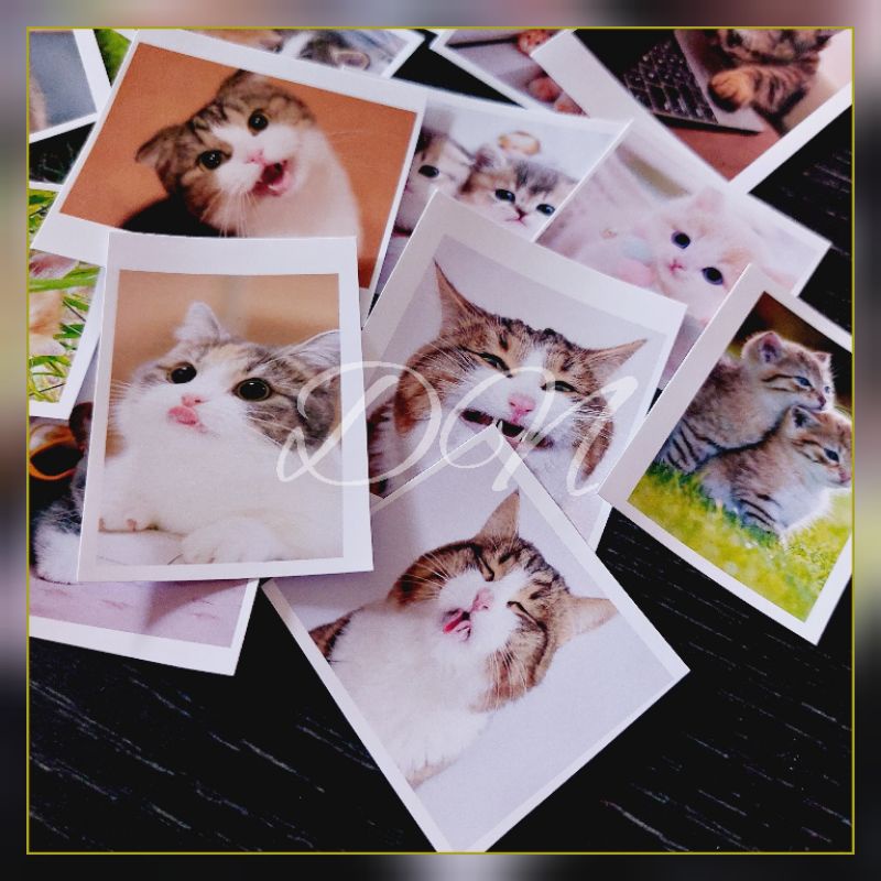 Jual isi 18 pcs photo stiker gambar kucing sticker glossy karakter ...