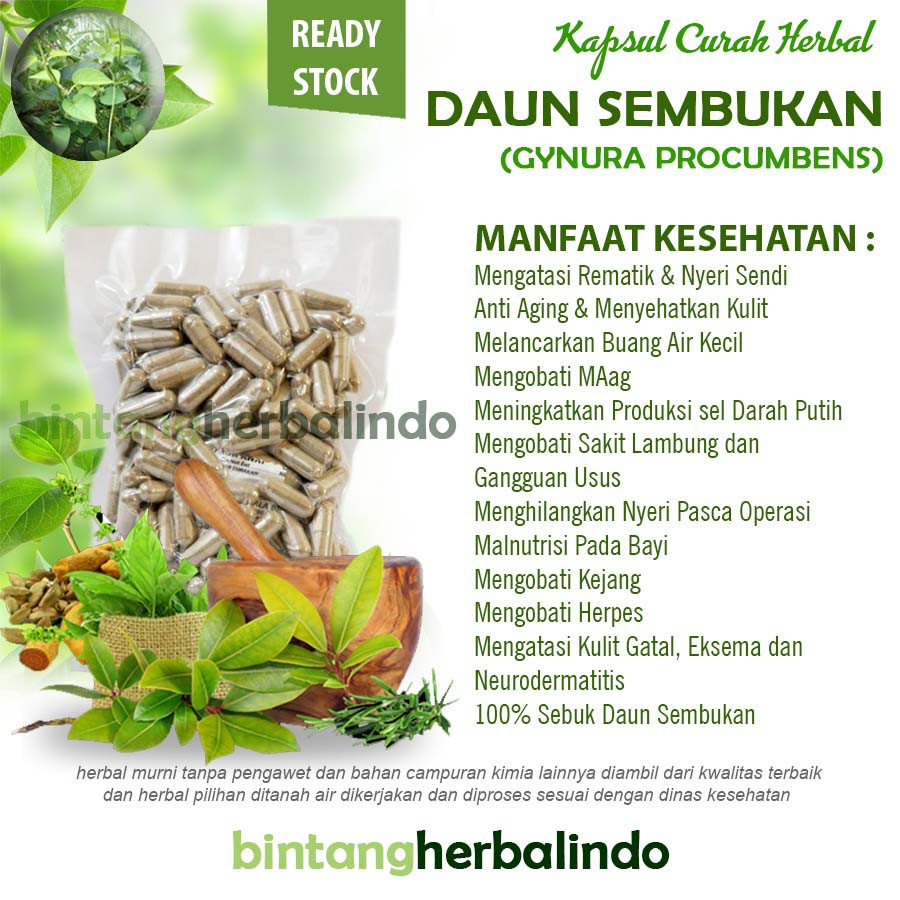 Jual DAUN SEMBUKAN 100 Kapsul Curah Herbal Jerawat Maag Bronchitis ...