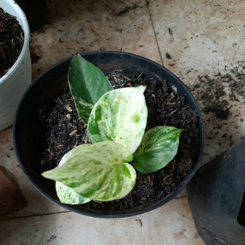 Jual sirih gading varigata(marble queen pothos) | Shopee Indonesia