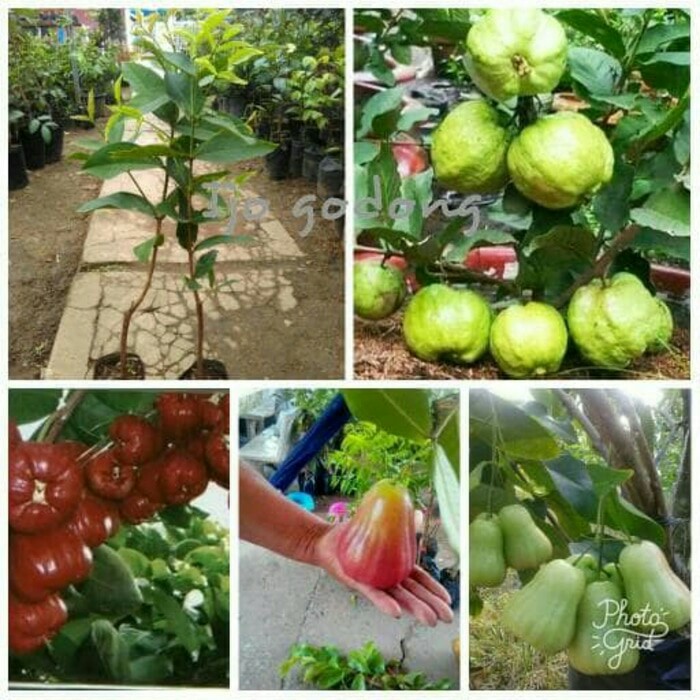 Jual promo murah Bibit Paket 4 Jambu Air (ORIGINAL) | Shopee Indonesia