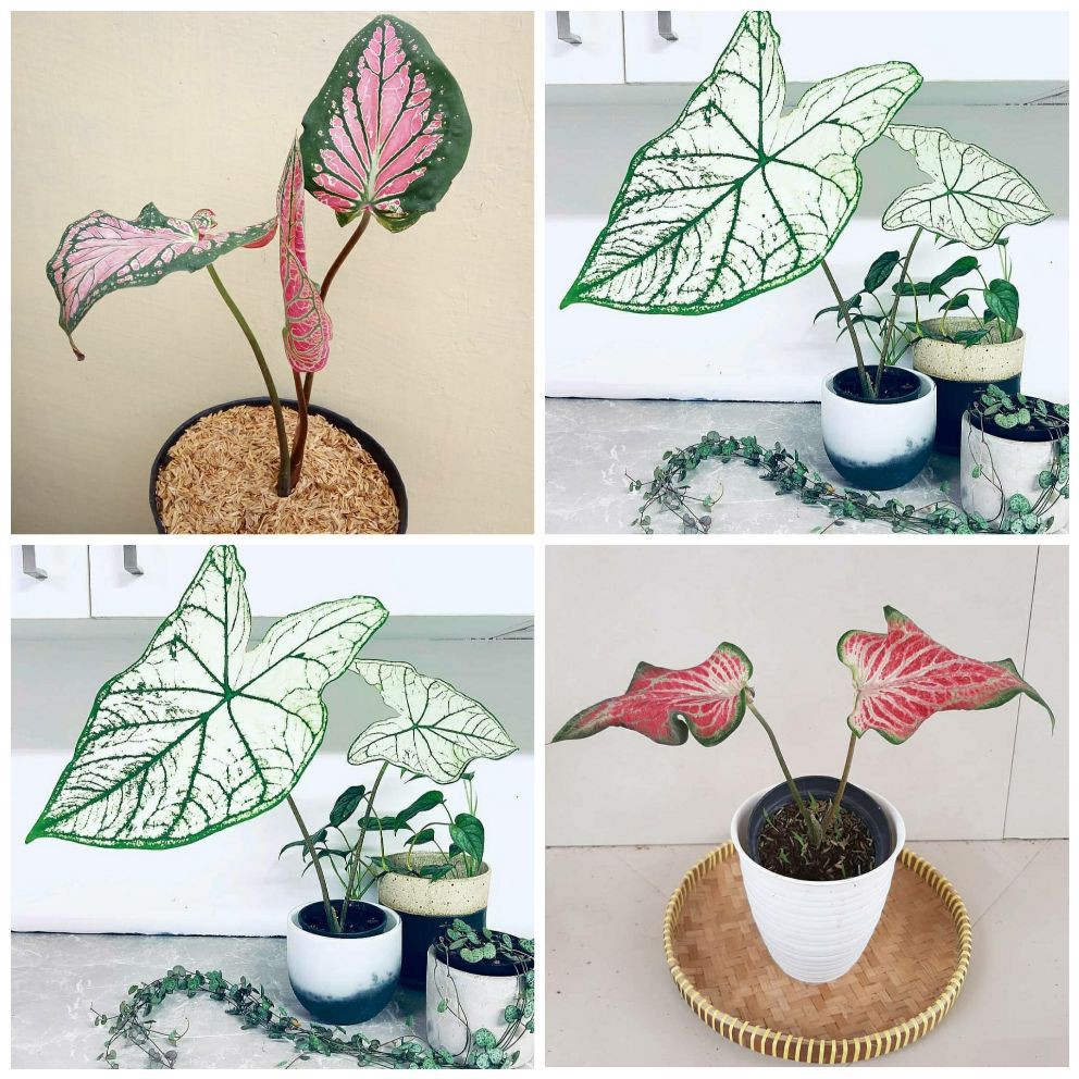 Jual 2 jenis tanaman hias hidup caladium white keladi wayang | Shopee ...