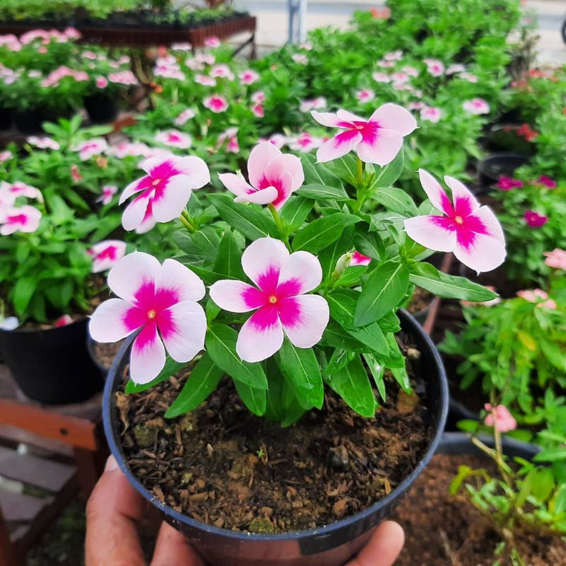 Jual PROMO!! bunga vinca juntay jenis pink beauty | Shopee Indonesia