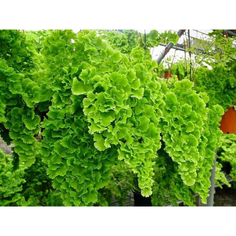 Jual Tanaman hias bunga Suplir Daun Tumpuk Kriting | Shopee Indonesia