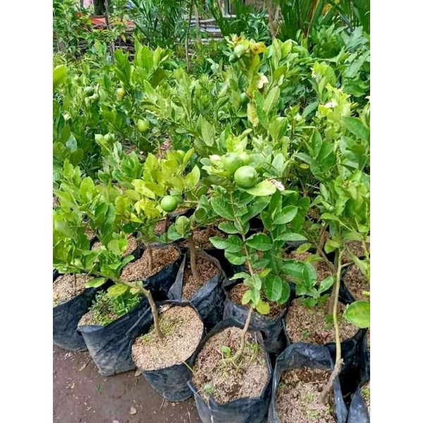 Jual bibit jeruk lemon California | Shopee Indonesia