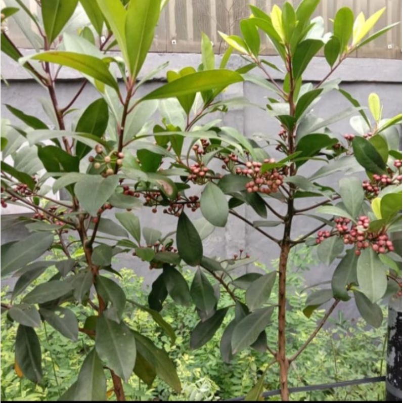 Jual pohon buah buni Bali tinggi 150cm | Shopee Indonesia