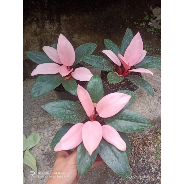 Jual pink congo | Shopee Indonesia