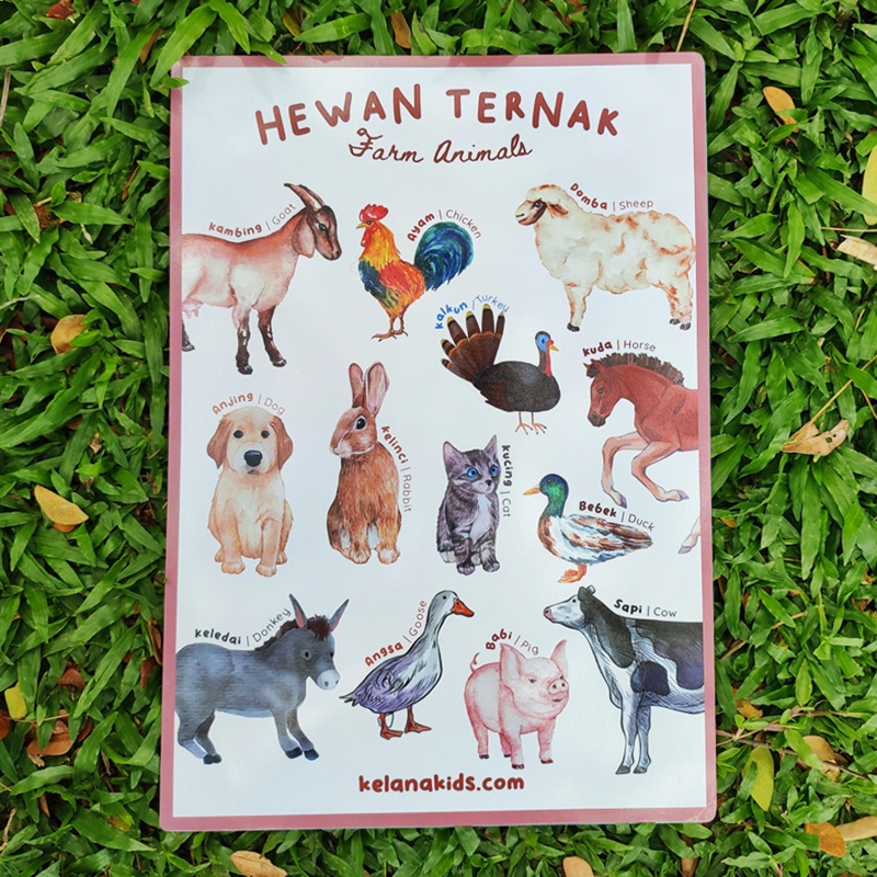 Jual Poster Edukasi A3 Binatang Ternak Farm Animals Wipe Clean Murah ...