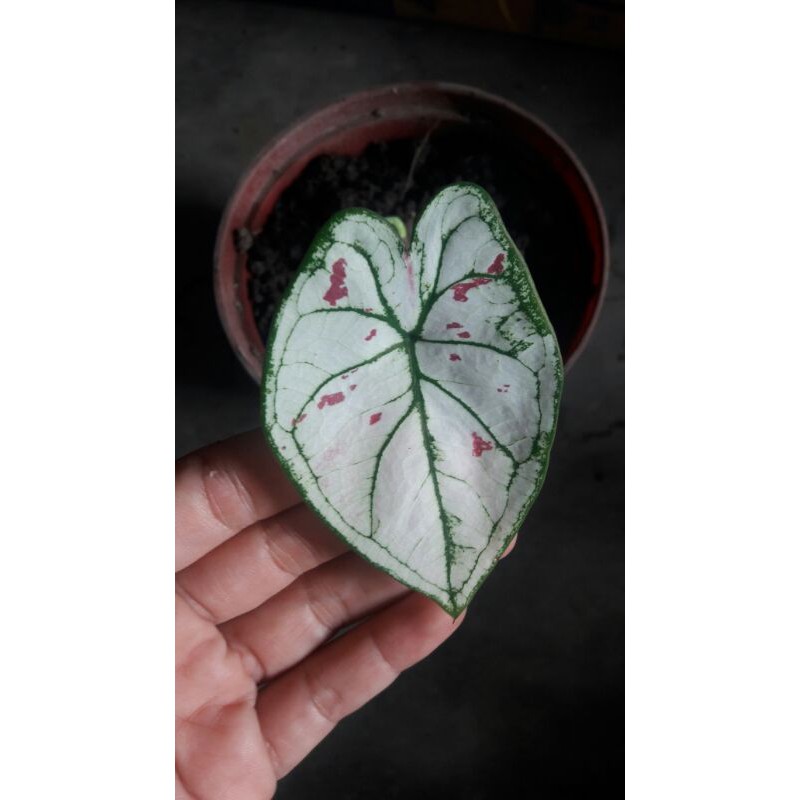 Jual caladium strawberry star / keladi strawberry / keladi stroberi ...
