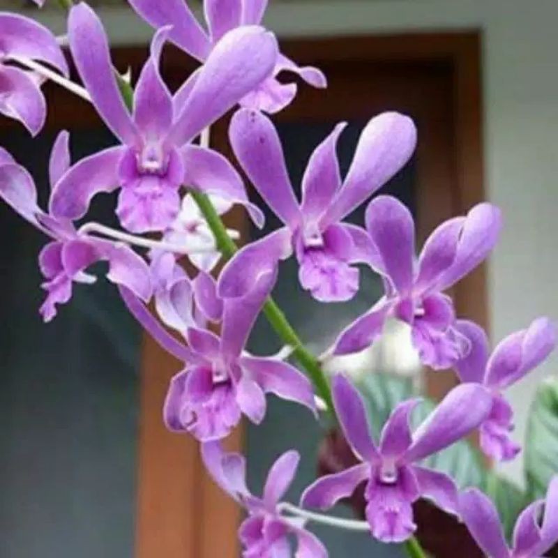 Jual bibit Anggrek Dendrobium Pure Blue | Shopee Indonesia