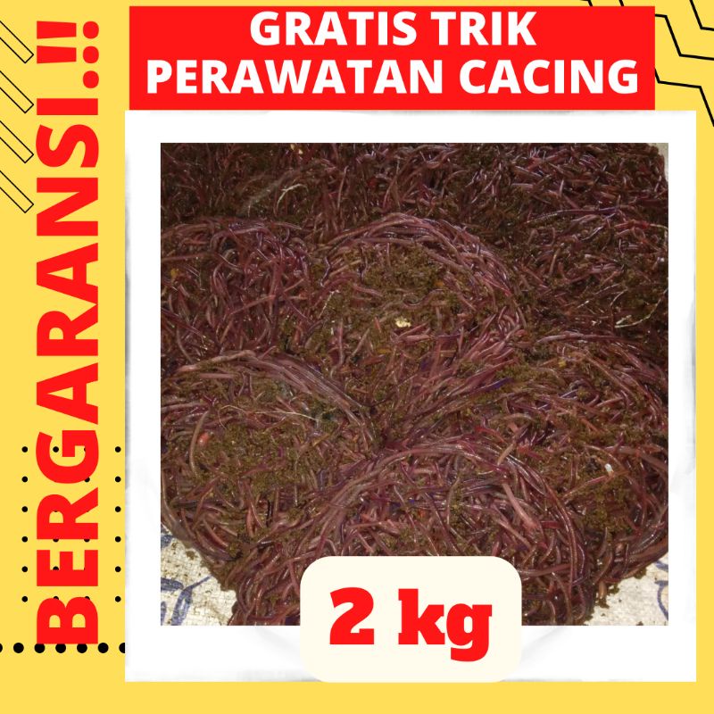 Jual Cacing Tanah 2kg/ Cacing Merah/ Cacing ANC | Shopee Indonesia
