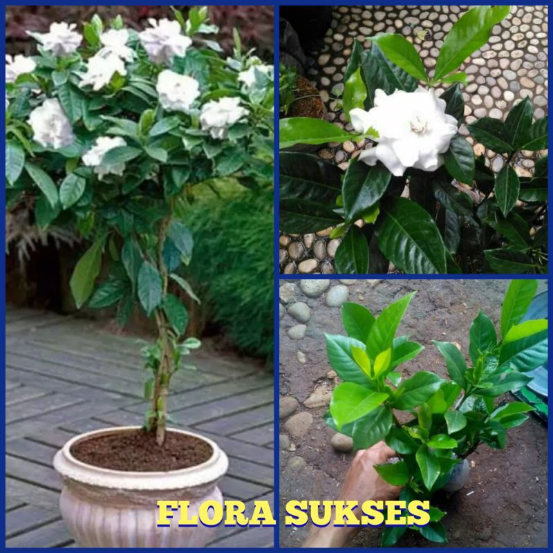 Jual Bibit Tanaman Bunga Kaca Piring Tanaman Herbal Kembang Kaca Piring ...