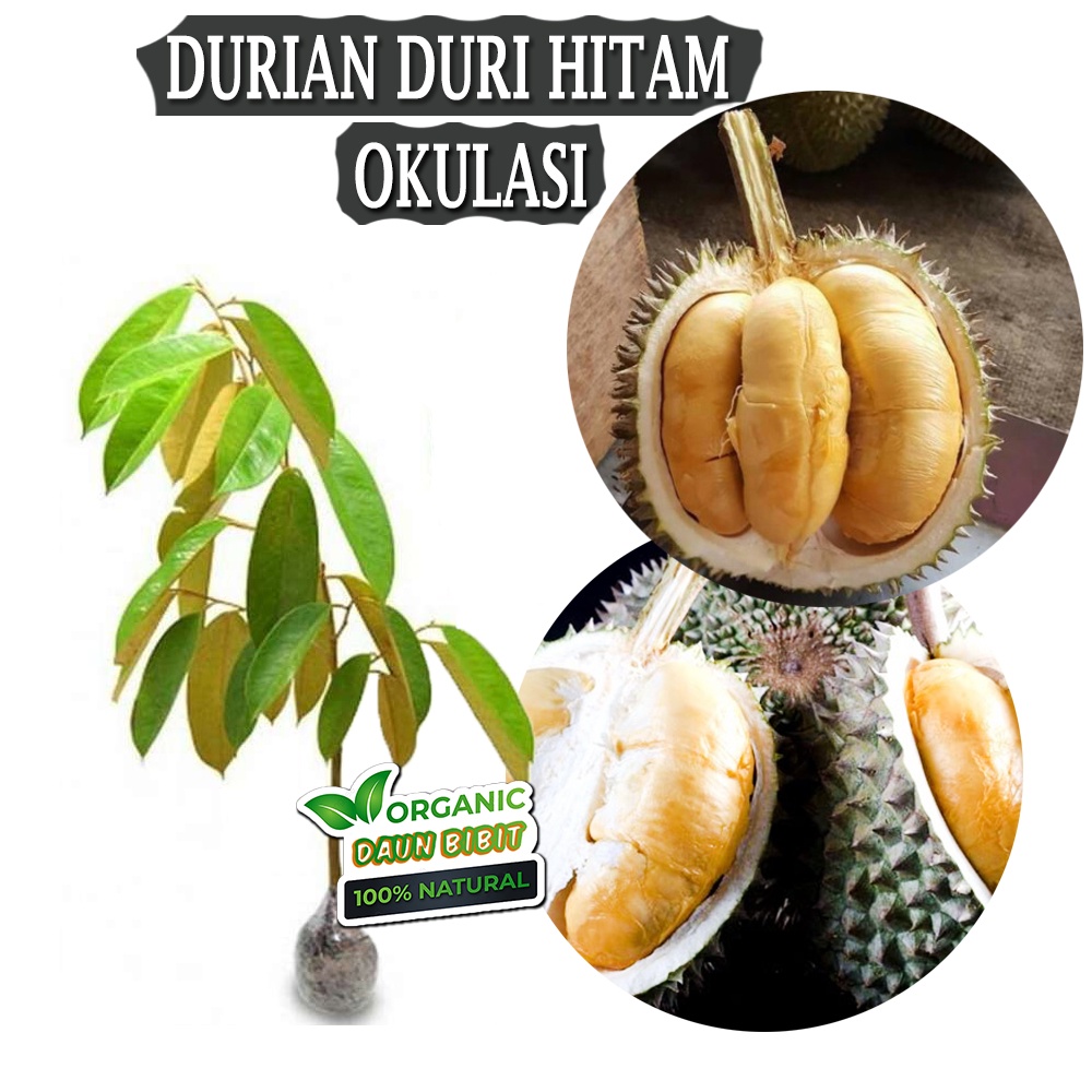 Jual Bibit Durian Duri Hitam Black Thorn Okulasi Valid 100% (Tabulampot) | Shopee Indonesia