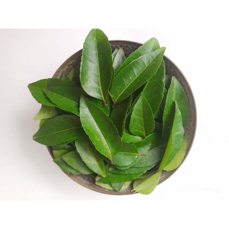 Jual DAUN KARI DAUN SALAM KOJA DAUN TEMURUI CURRY LEAVES BUMBU MASAKAN ...
