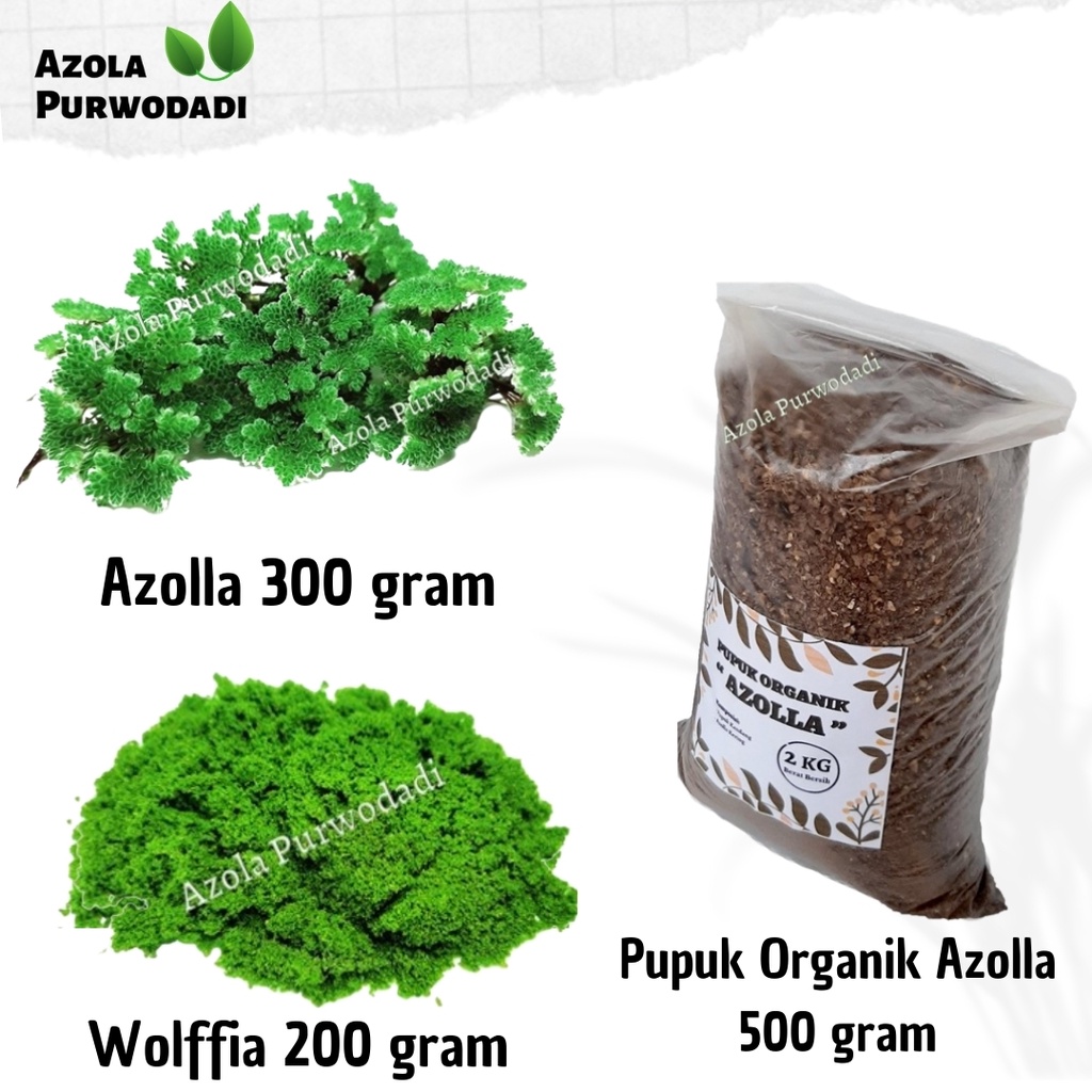 Jual Azolla 300 gram + Wolffia 200 gram + Pupuk Organik Azolla 500 gram ...