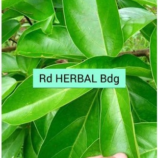 Jual Daun Cincau Hijau Segar Cincau Perdu 500 gram | Shopee Indonesia