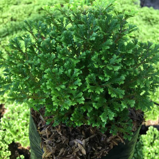 Jual LUMUT Ambon atau lumut papua | Shopee Indonesia