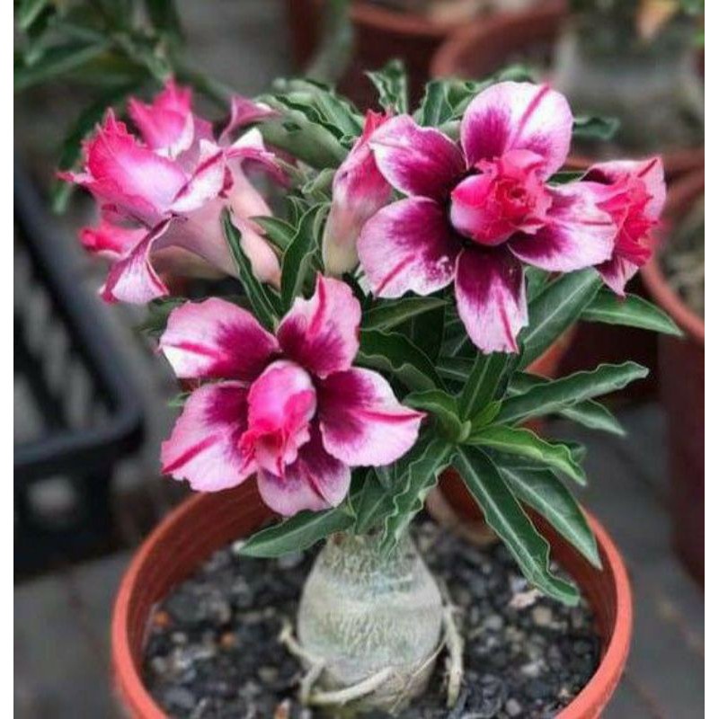 Jual Adenium / adenium bunga tumpuk / kemboja / kamboja jepang adenium ...