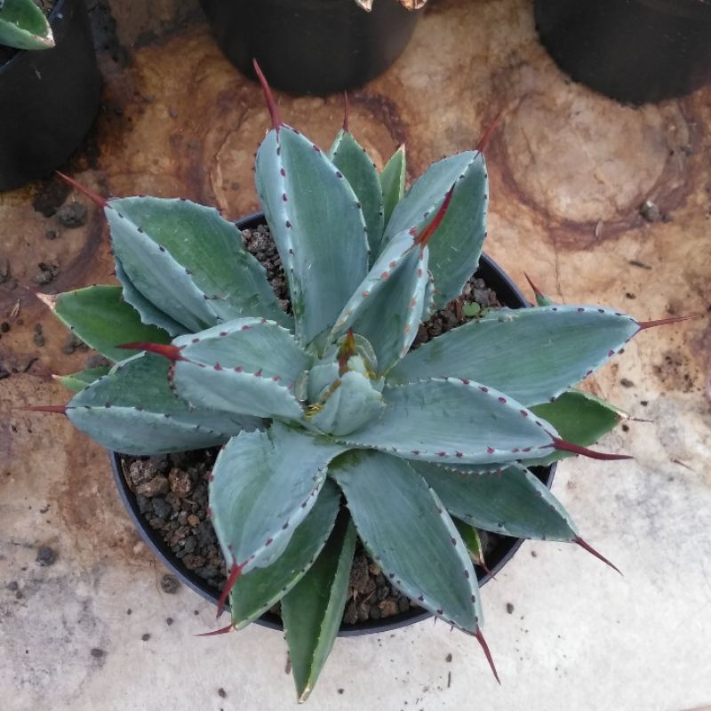 Jual KAKTUS AGAVE KUBIK BESAR tanaman bunga hias indoor outdoor ...