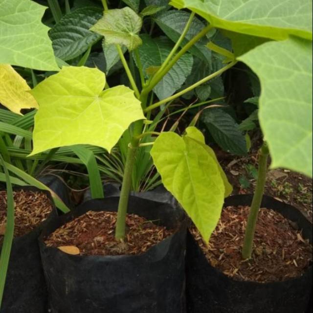 Jual Tanaman Herbal Pohon Jarak | Shopee Indonesia