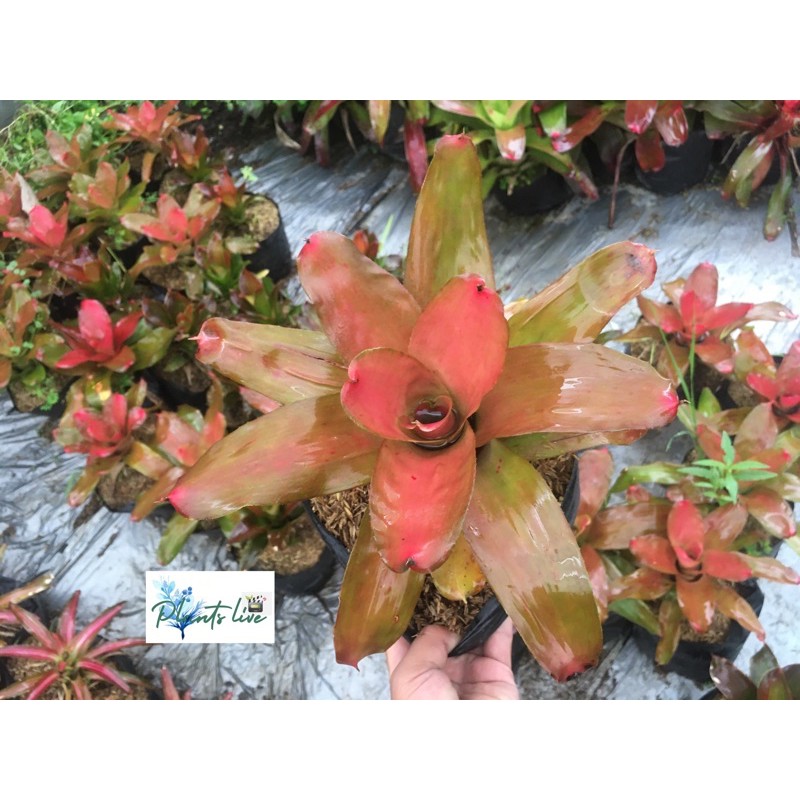 Jual tanaman hias bromelia orange juice besar | Shopee Indonesia