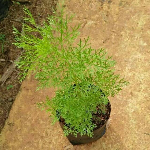 Jual MURAH !! tanaman hias cemara air mini - tanaman untuk pagar ...