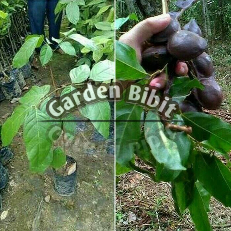 Jual bibit jengkol tanaman jengkol pohon jengkol | Shopee Indonesia