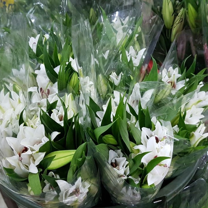 Jual Bunga Lili Putih Segar per tangkai | Shopee Indonesia