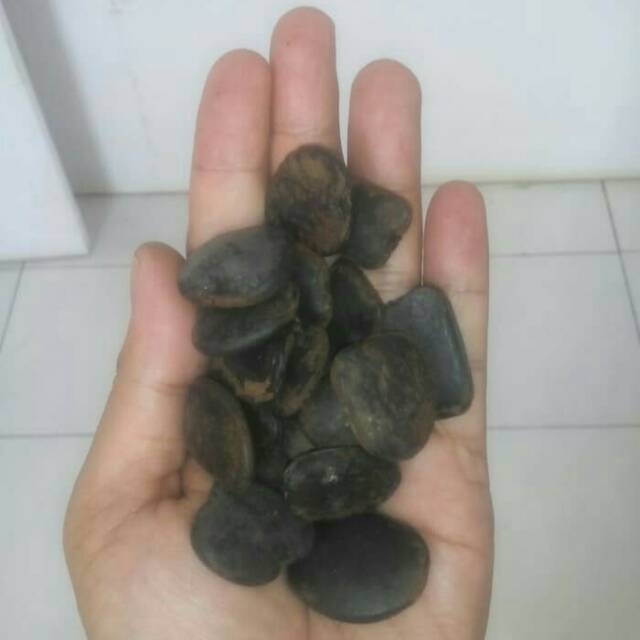 Jual Benih merbau (intsia bijuga) | Shopee Indonesia