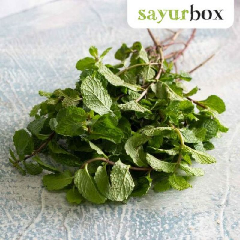 Jual Daun mint segar 250 gram baru petik | Shopee Indonesia