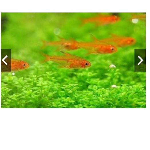 Jual IKAN HIAS AMANDAE TETRA | Shopee Indonesia