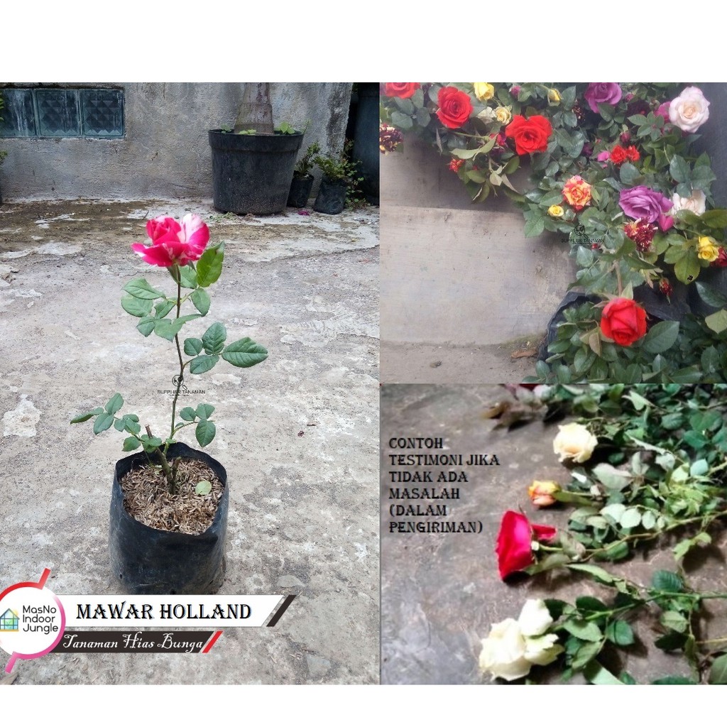 Jual Tanaman Bunga Mawar Holland (Sudah Berbuga/Kuncup) - Bibit Tanaman ...