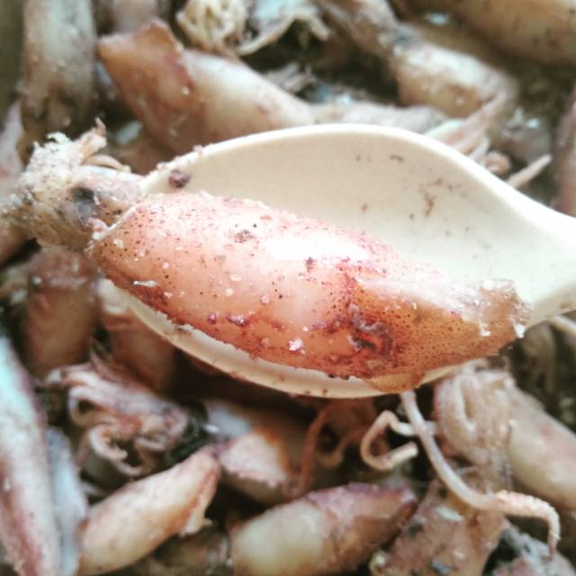 Jual Baby cumi 5-8cm | Shopee Indonesia