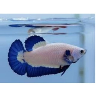 Jual cupang blue rim Harga Terbaik & Termurah Juli 2024 | Shopee Indonesia