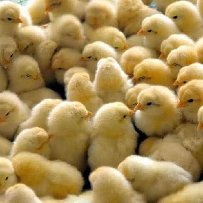 Jual DOC Broiler | Anak Ayam Broiler | Ayam Pedaging | Shopee Indonesia