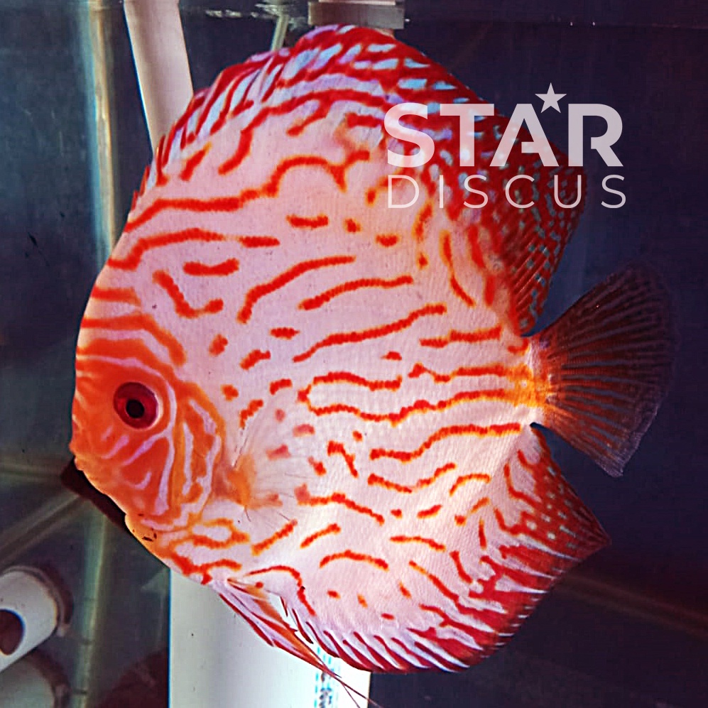 Jual Ikan Discus Pigeon Classic IKAN DISCUS HIASAN AQUARIUM - ZEINA ...