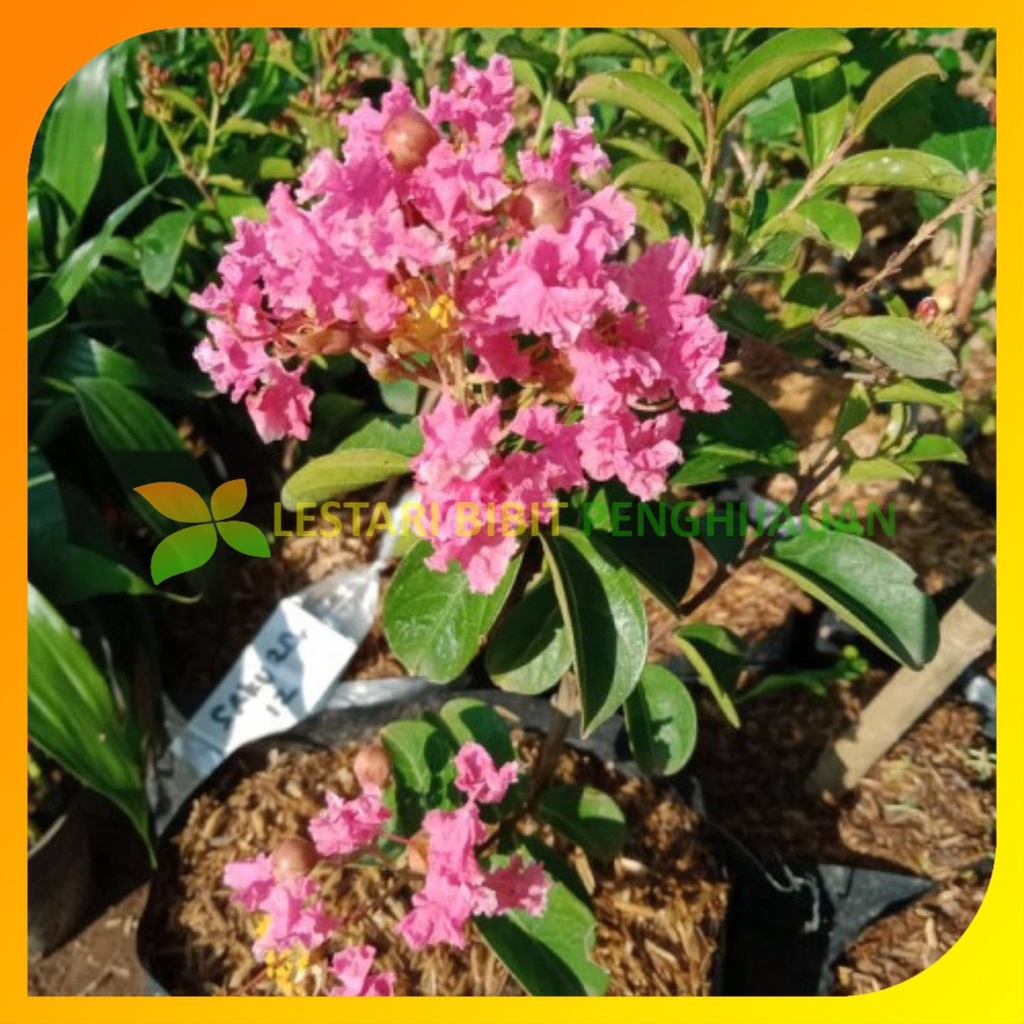Jual Bibit Bunga Sakura Mini Lokal Cepat Berbuah (Valid) | Shopee Indonesia