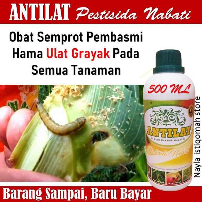Jual Pupuk Pestisida ANTILAT Pembasmi Hama Ulat Grayak - Antilat Pestisida Insektisida Nabati ...